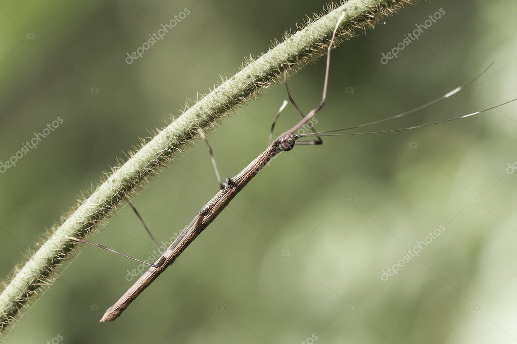 Hay muchos tipos de especies de mantis a nuestro alrededor, sus formas ...