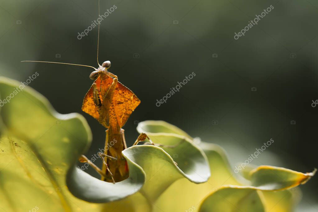 Hay muchos tipos de especies de mantis a nuestro alrededor, sus formas ...
