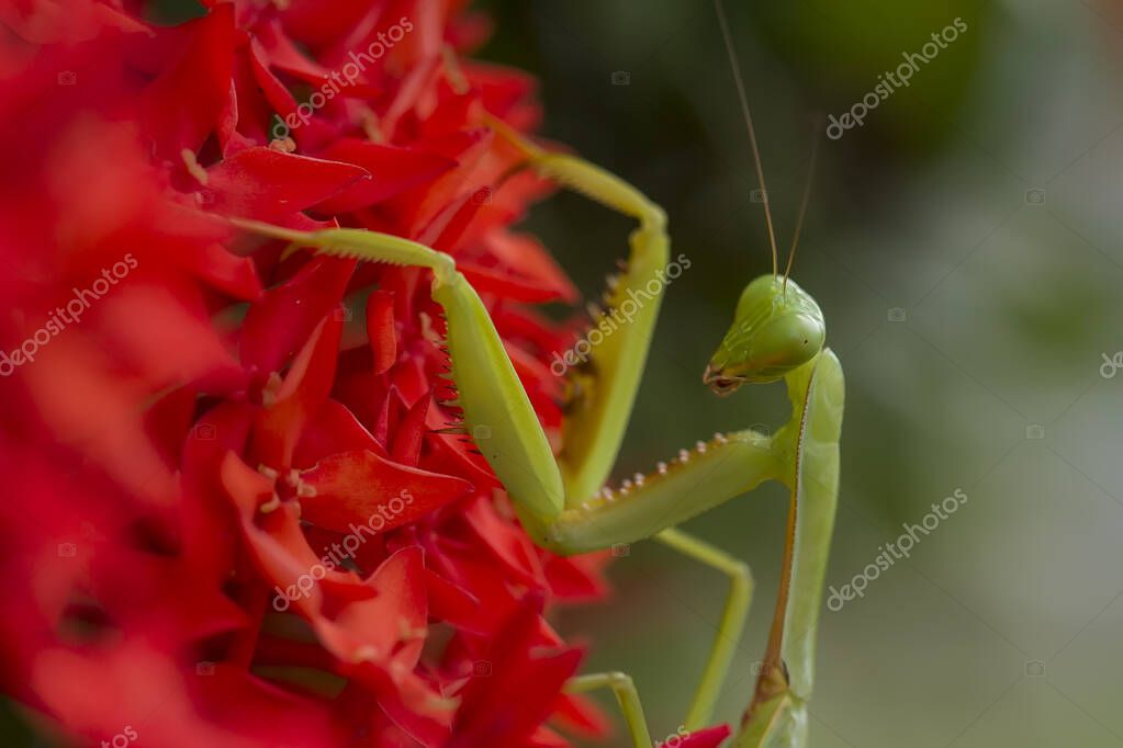 Hay muchos tipos de especies de mantis a nuestro alrededor, sus formas ...