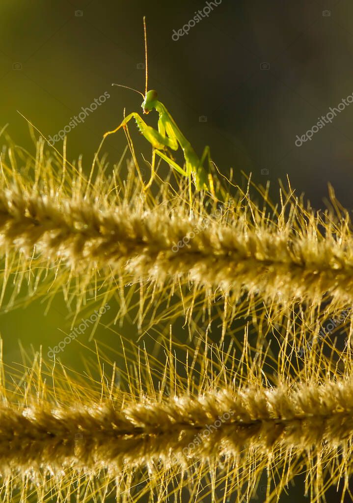 Hay muchos tipos de especies de mantis a nuestro alrededor, sus formas ...