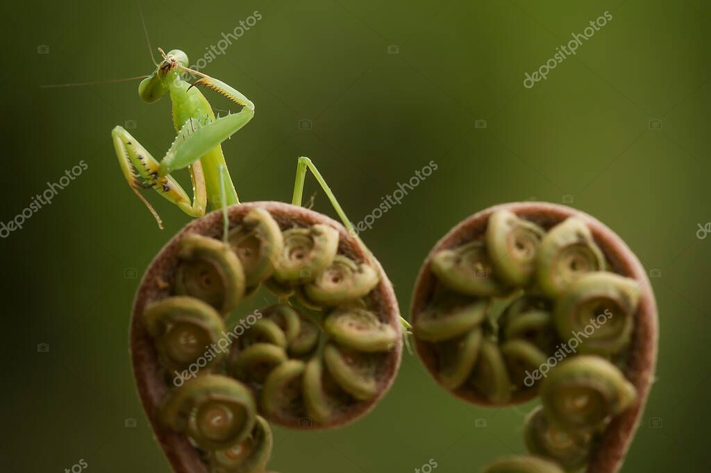 Hay muchos tipos de especies de mantis a nuestro alrededor, sus formas ...