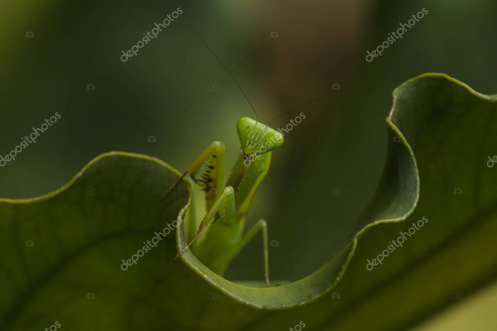 Hay muchos tipos de especies de mantis a nuestro alrededor, sus formas ...