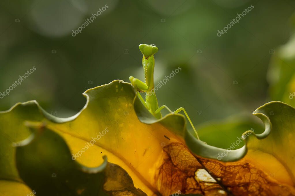 Hay muchos tipos de especies de mantis a nuestro alrededor, sus formas ...