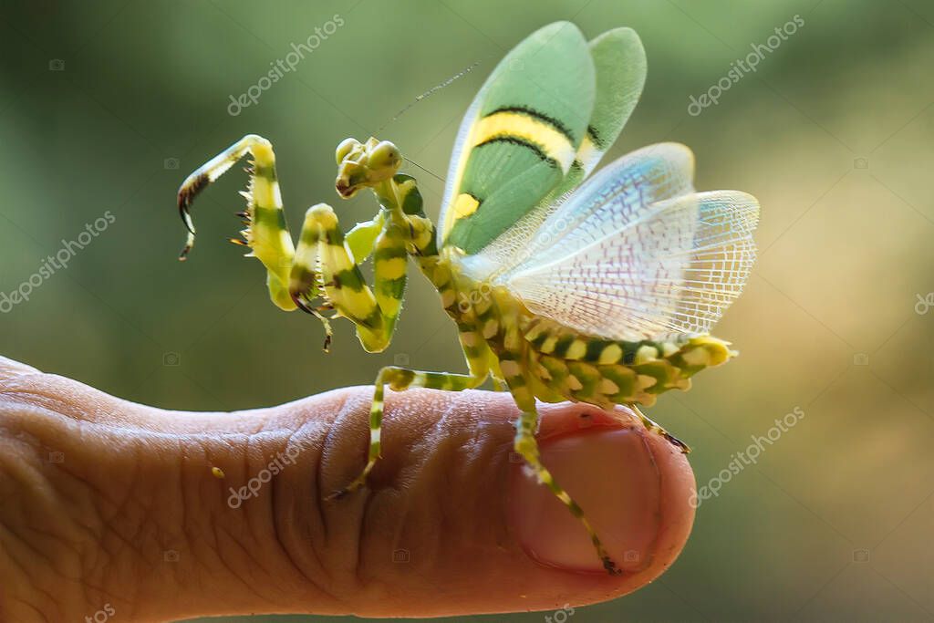 Hay muchos tipos de especies de mantis a nuestro alrededor, sus formas ...