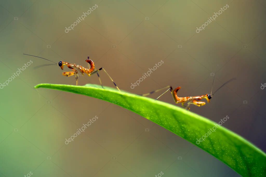 Hay muchos tipos de especies de mantis a nuestro alrededor, sus formas ...