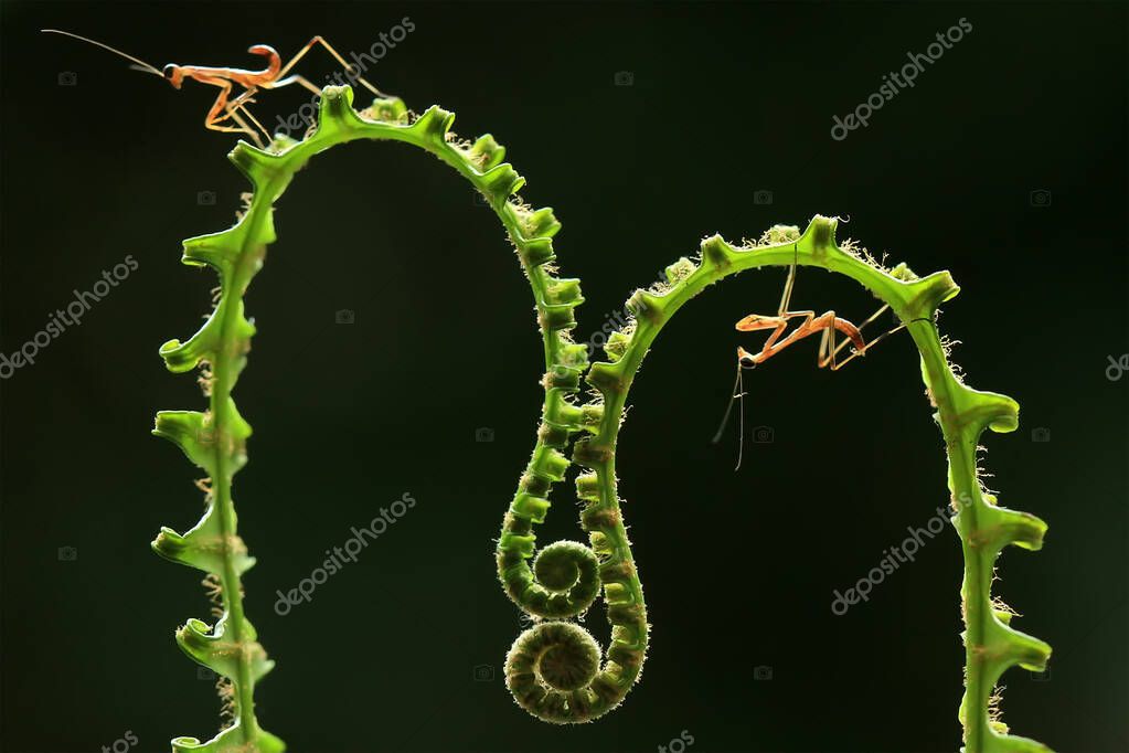 Hay muchos tipos de especies de mantis a nuestro alrededor, sus formas ...