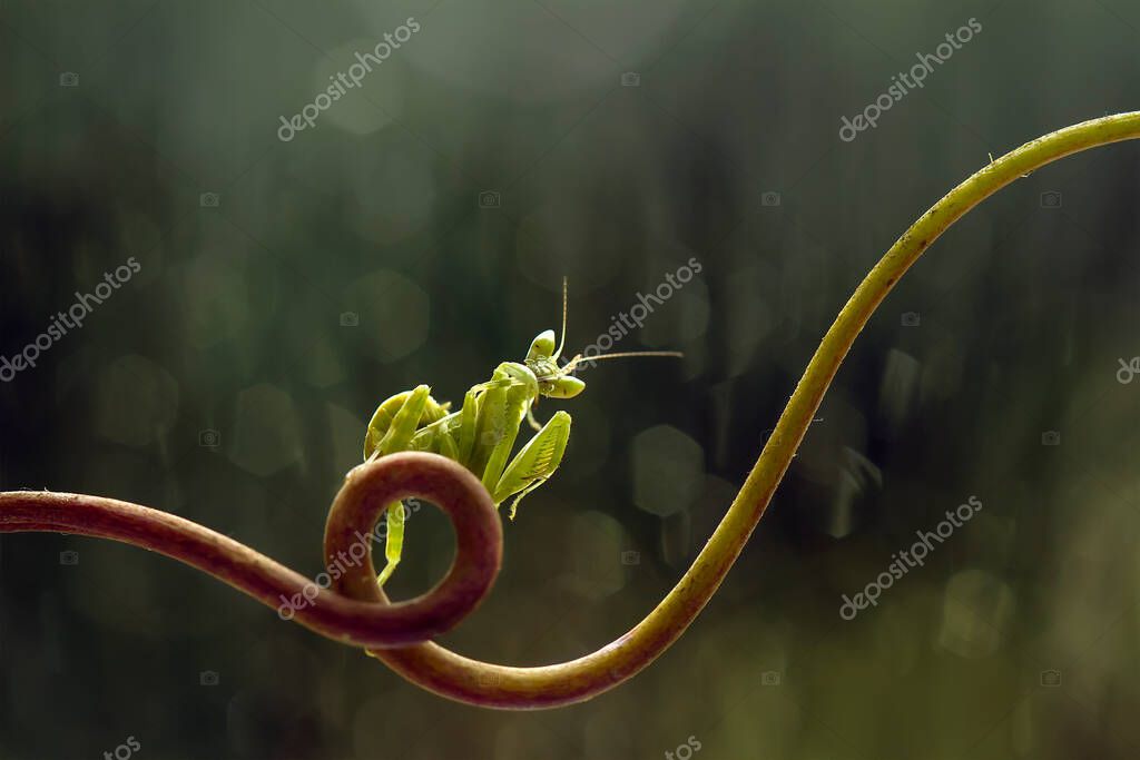 Hay muchos tipos de especies de mantis a nuestro alrededor, sus formas ...