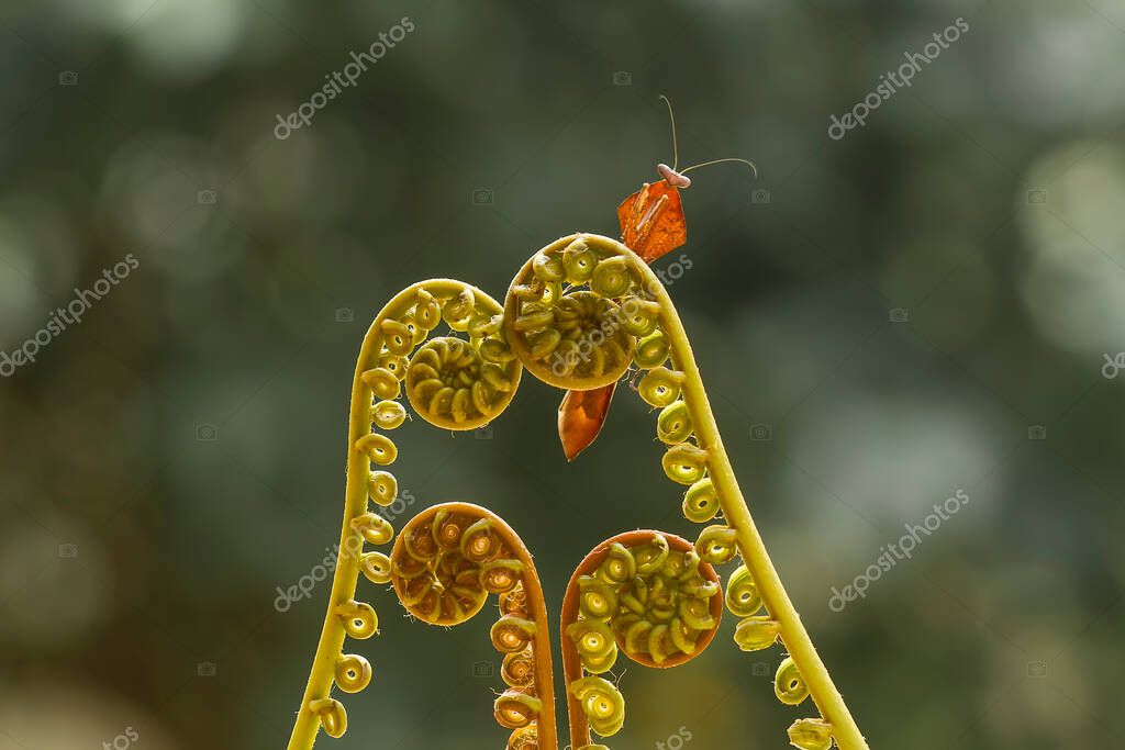 Hay muchos tipos de especies de mantis a nuestro alrededor, sus formas ...