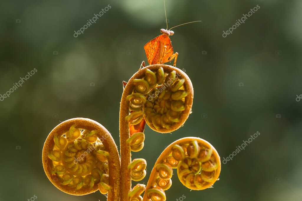 Hay muchos tipos de especies de mantis a nuestro alrededor, sus formas ...