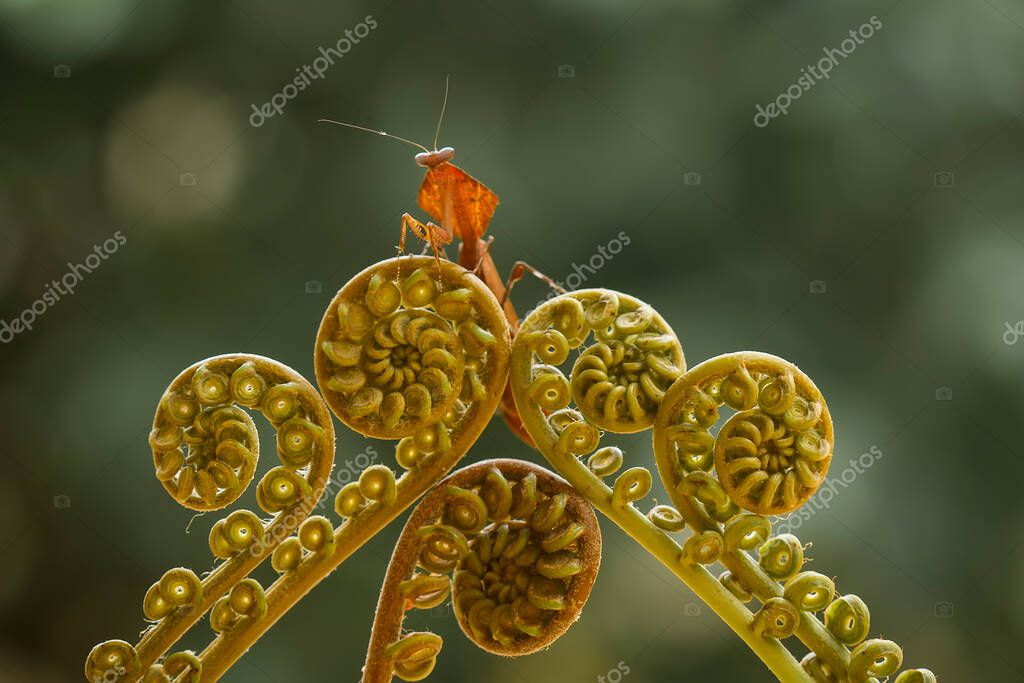 Hay muchos tipos de especies de mantis a nuestro alrededor, sus formas ...