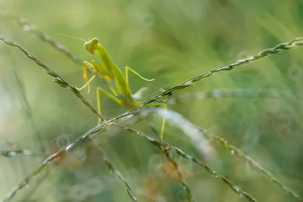 Many Types Mantis Species Shapes Colors Various Very Interesting ...