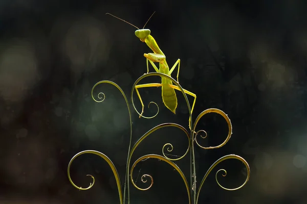 Beautiful mantis Stock Photos, Royalty Free Beautiful mantis Images ...