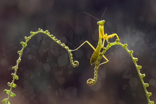 Many Types Mantis Species Shapes Colors Various Very Interesting ...