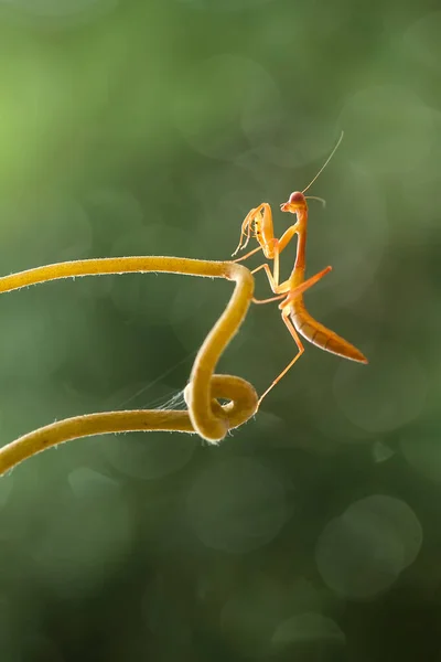 Insectos mantis Stock Photos, Royalty Free Insectos mantis Images ...