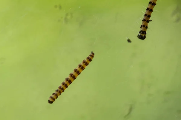 Flying caterpillars Stock Photos, Royalty Free Flying caterpillars ...