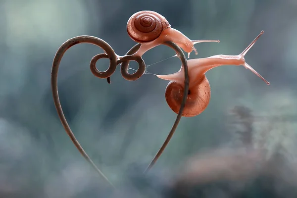 Snail and heart Stock Photos, Royalty Free Snail and heart Images ...