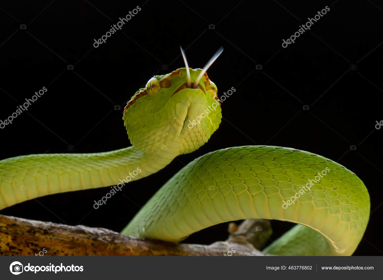 Snake Very Dangerous Type Viper Tropidolaemus Subannulatus Its Body ...
