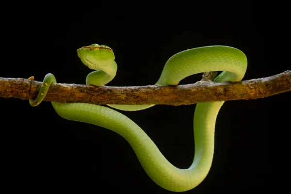 Python nature fotos de stock, imágenes de Python nature sin royalties ...