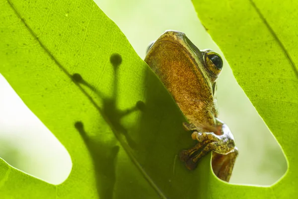 Cuban tree frog Stock Photos, Royalty Free Cuban tree frog Images ...
