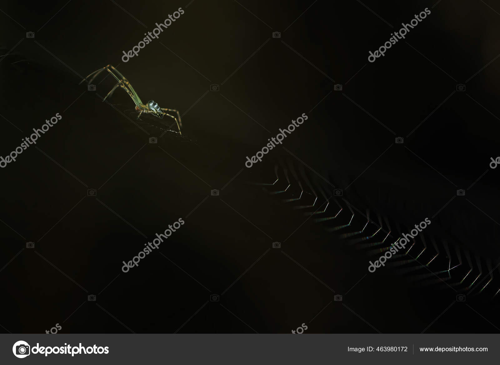 Many Types Spiders Live Various Colors Shapes Well Various Most — Stock ...