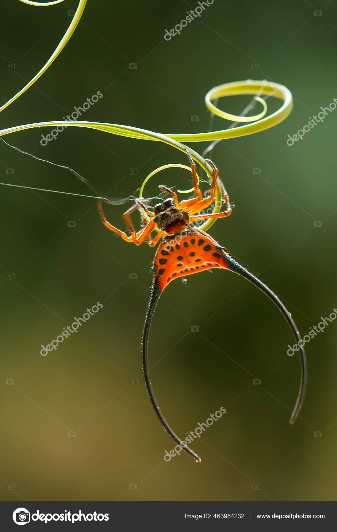 Many Types Spiders Live Various Colors Shapes Well Various Most — Stock ...