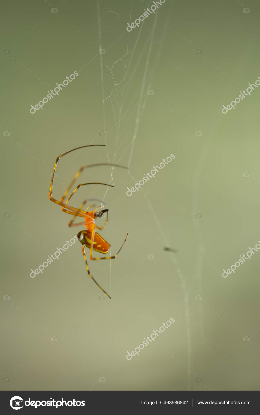 Many Types Spiders Live Various Colors Shapes Well Various Most — Stock ...