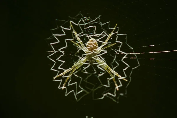 Solar spider Stock Photos, Royalty Free Solar spider Images | Depositphotos