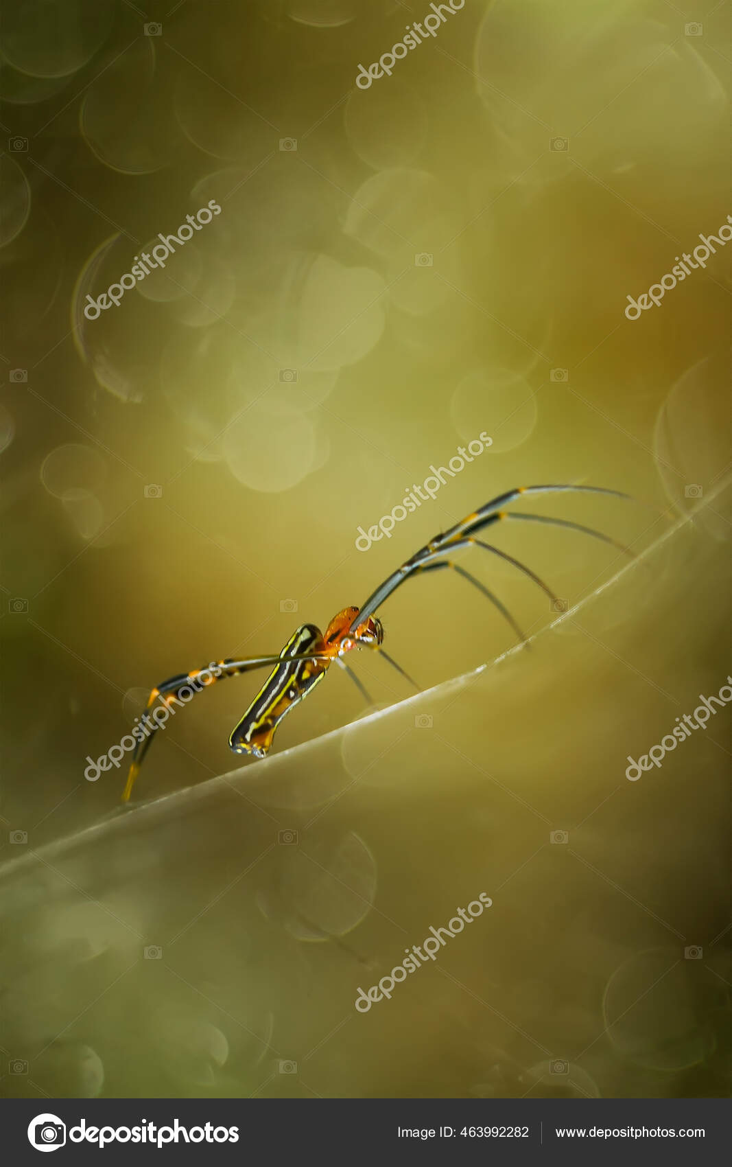 Many Types Spiders Live Various Colors Shapes Well Various Most — Stock ...