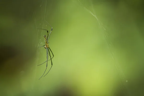 Spiders in nature Stock Photos, Royalty Free Spiders in nature Images ...