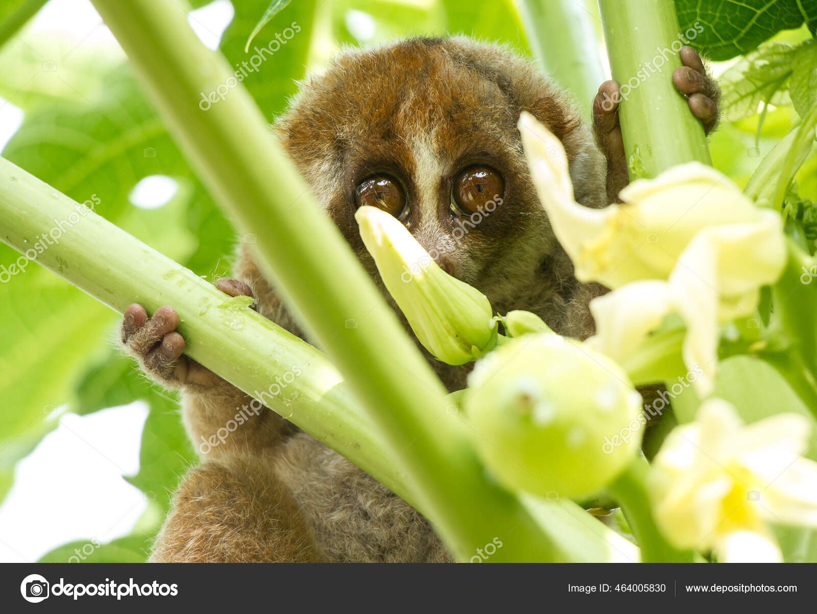 Slow Loris Eating Banana