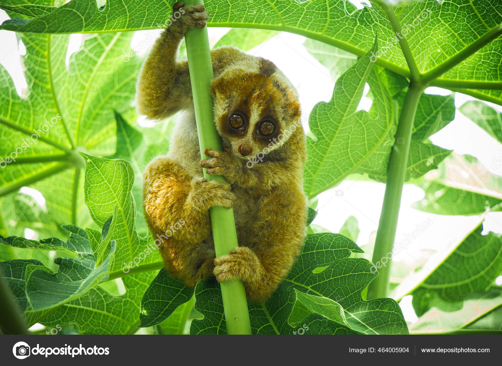 Slow Lorises Very Wild Primates Very Fast Trees Very Slow — Stock Photo ...