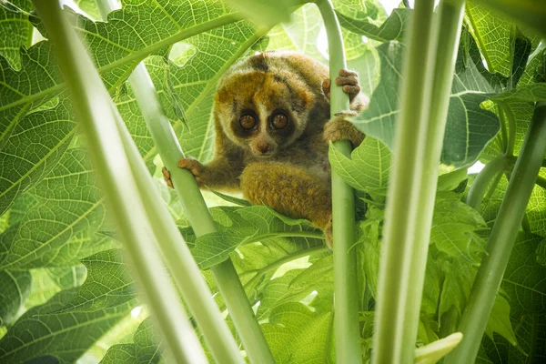 Slow Lorises Very Wild Primates Very Fast Trees Very Slow Stock Photo ...