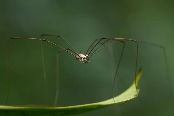 Sphere spider Stock Photos, Royalty Free Sphere spider Images ...