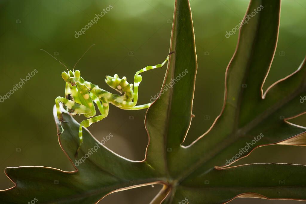 Mantish es un animal bastante dócil que se encuentra generalmente en ...