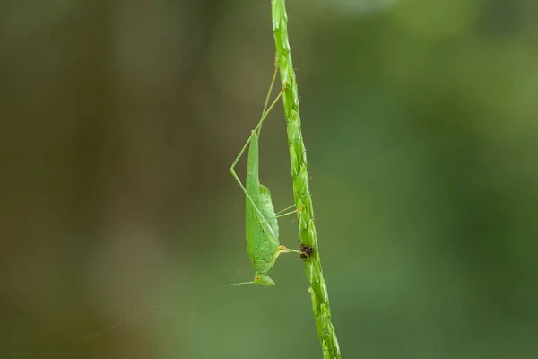 Hay tantos tipos de insectos a nuestro alrededor, sus formas son ...