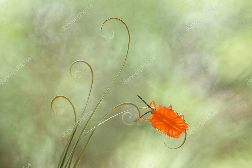 Hay tantos tipos de insectos a nuestro alrededor, sus formas son ...