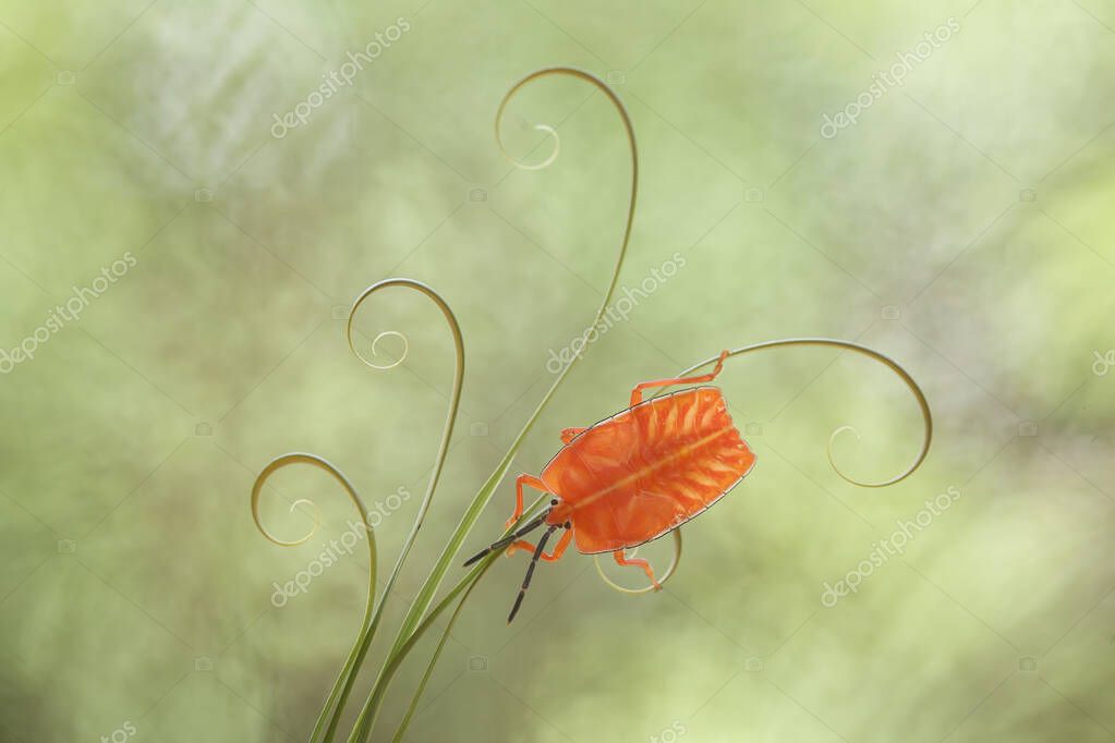 Hay tantos tipos de insectos a nuestro alrededor, sus formas son ...