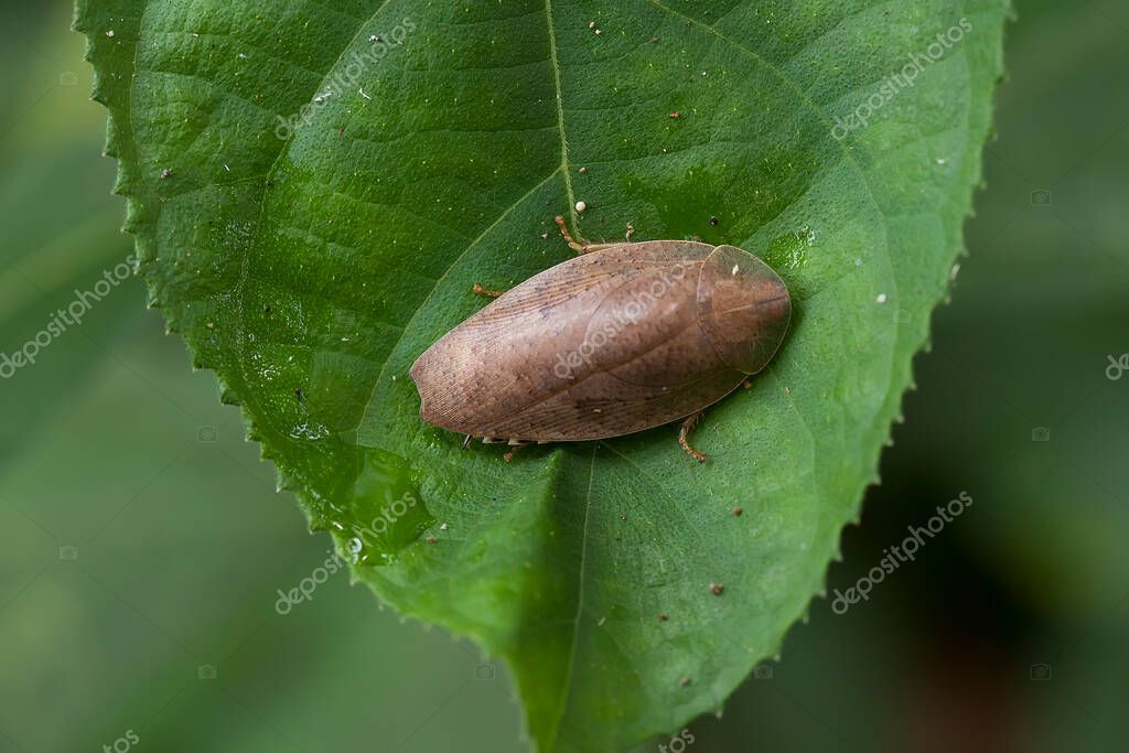 Hay tantos tipos de insectos a nuestro alrededor, sus formas son ...
