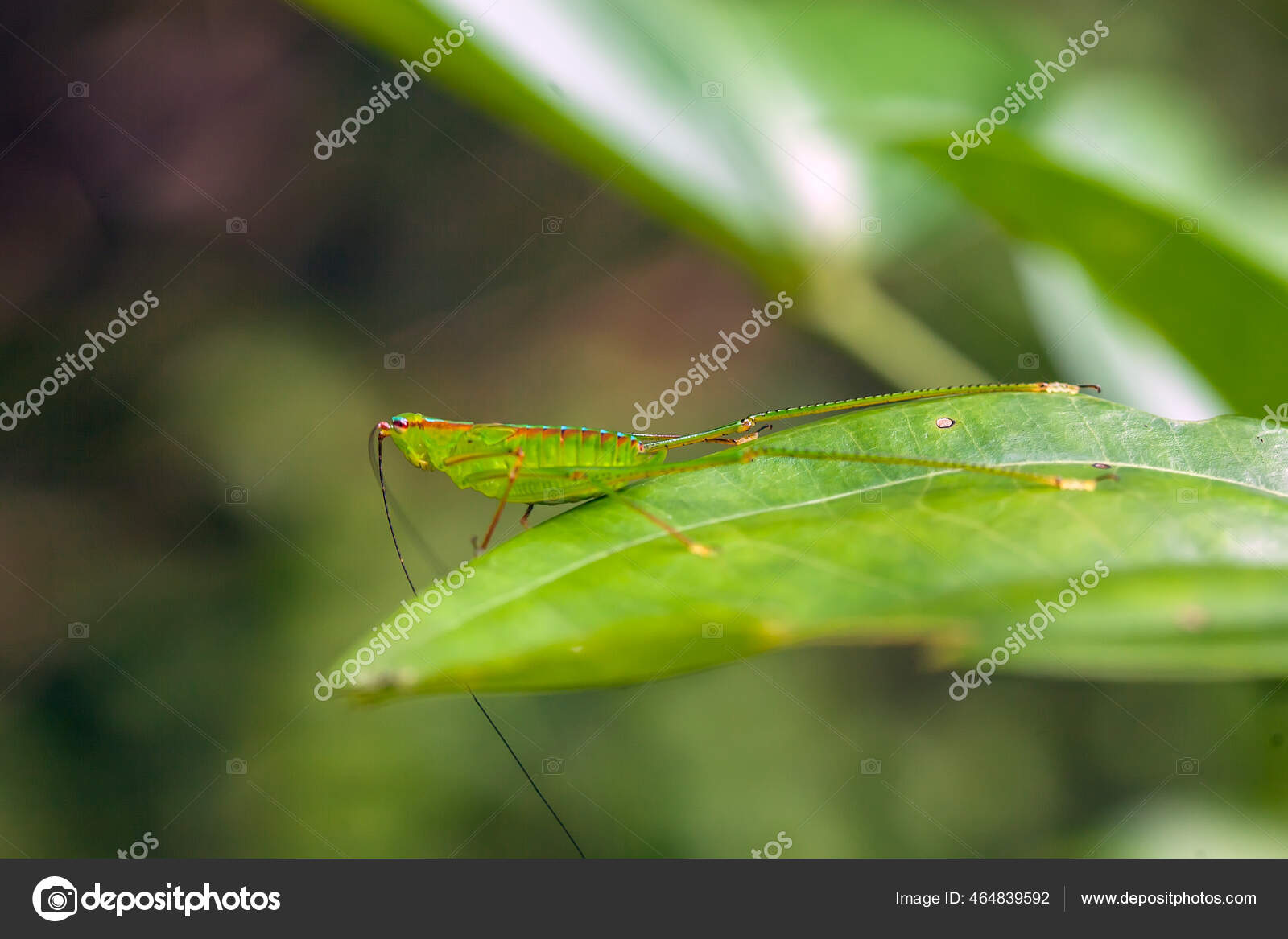Many Types Insects Shapes Various Unique All Them Have Own Stock Photo ...