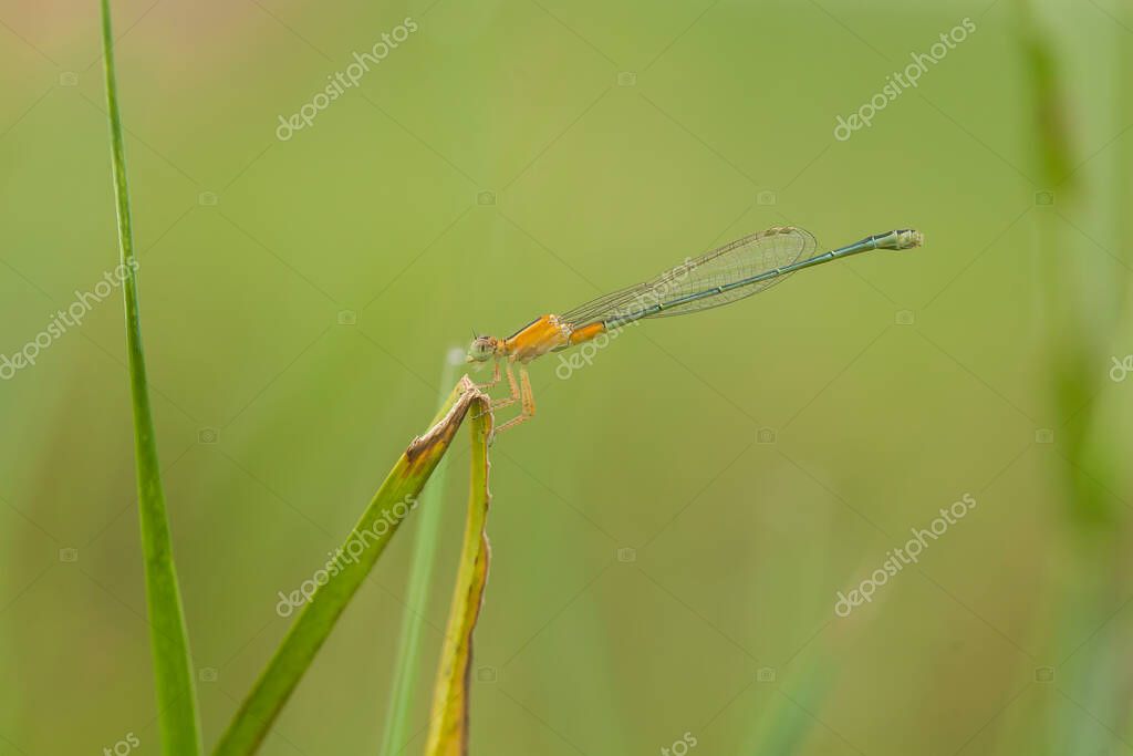 Hay tantos tipos de insectos a nuestro alrededor, sus formas son ...