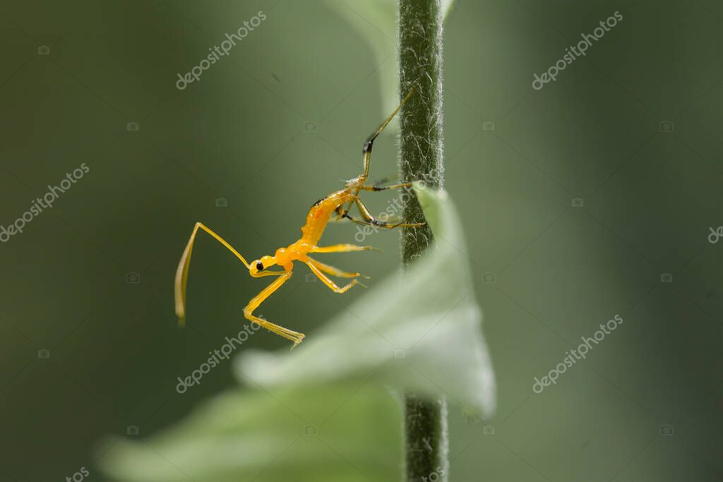 Hay tantos tipos de insectos a nuestro alrededor, sus formas son ...