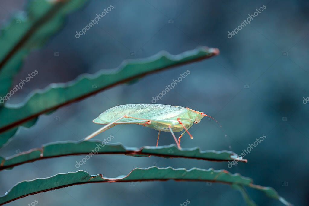 Hay tantos tipos de insectos a nuestro alrededor, sus formas son ...