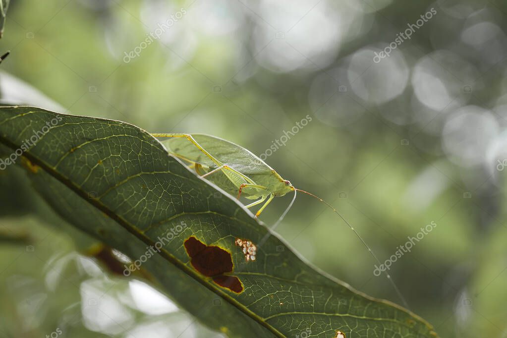 Hay tantos tipos de insectos a nuestro alrededor, sus formas son ...