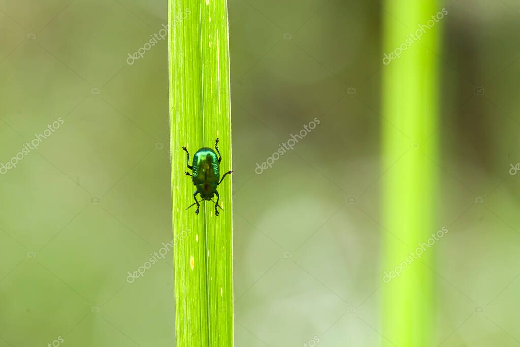 Hay tantos tipos de insectos a nuestro alrededor, sus formas son ...