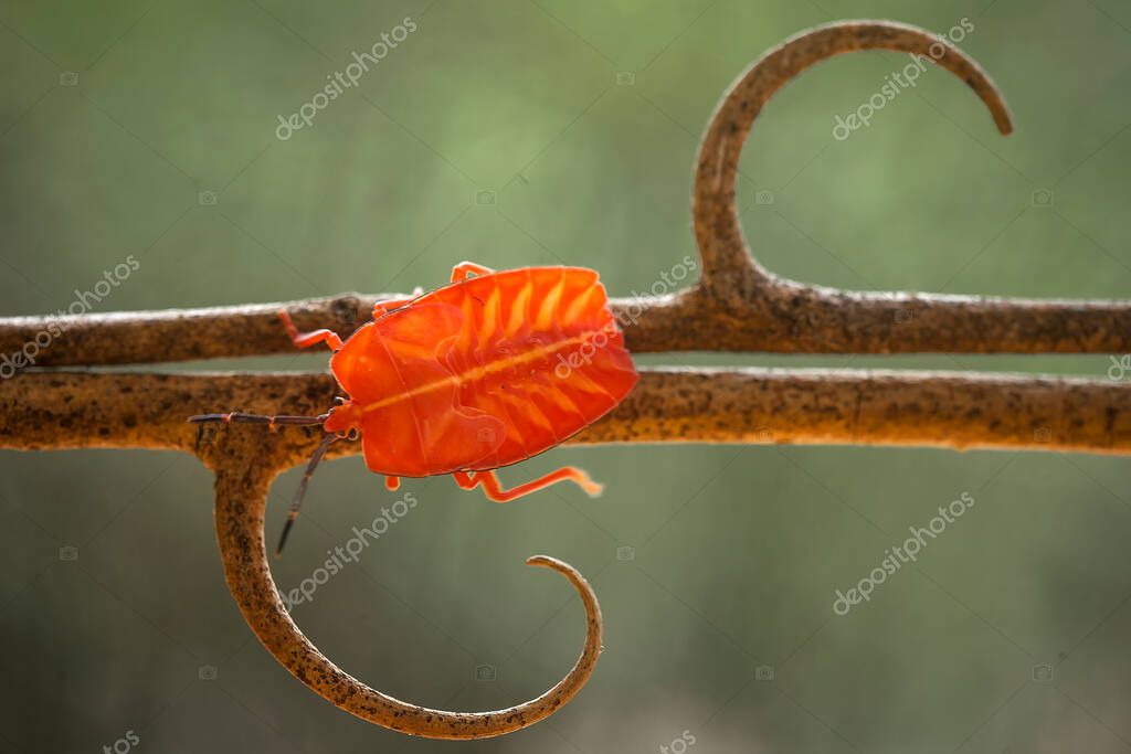 Hay tantos tipos de insectos a nuestro alrededor, sus formas son ...