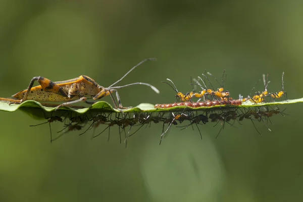 Insect photos Images - Search Images on Everypixel