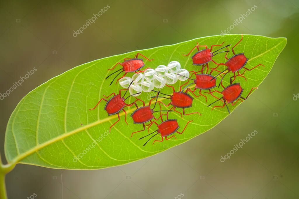 Hay tantos tipos de insectos a nuestro alrededor, sus formas son ...