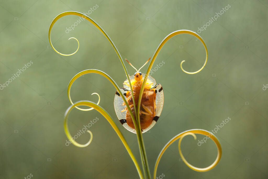 Hay tantos tipos de insectos a nuestro alrededor, sus formas son ...