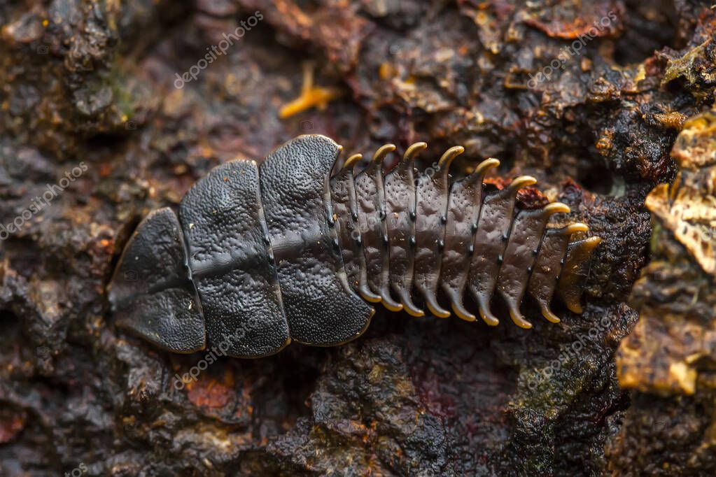 Hay tantos tipos de insectos a nuestro alrededor, sus formas son ...
