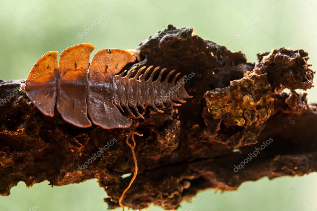 Hay tantos tipos de insectos a nuestro alrededor, sus formas son ...
